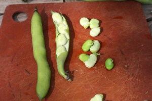 Fava Bean Preparation and “How-To” Grill Fava Beans | Red Wagon Farm
