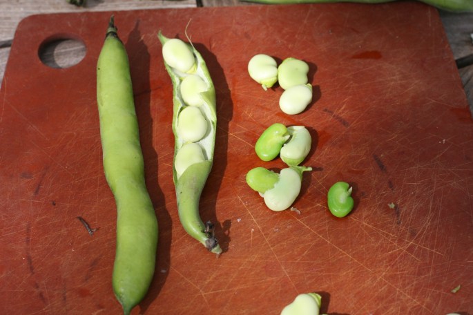 Fava Bean Preparation and “How-To” Grill Fava Beans | Red Wagon Farm