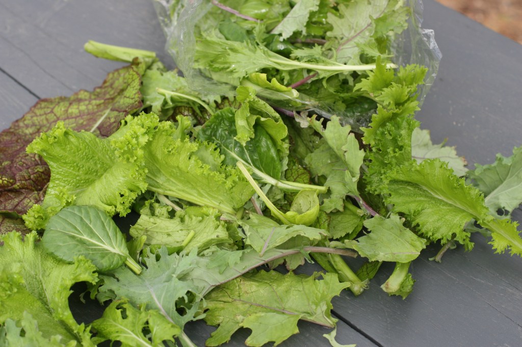 Braising Mix aka Spicy Salad Mix | Red Wagon Farm