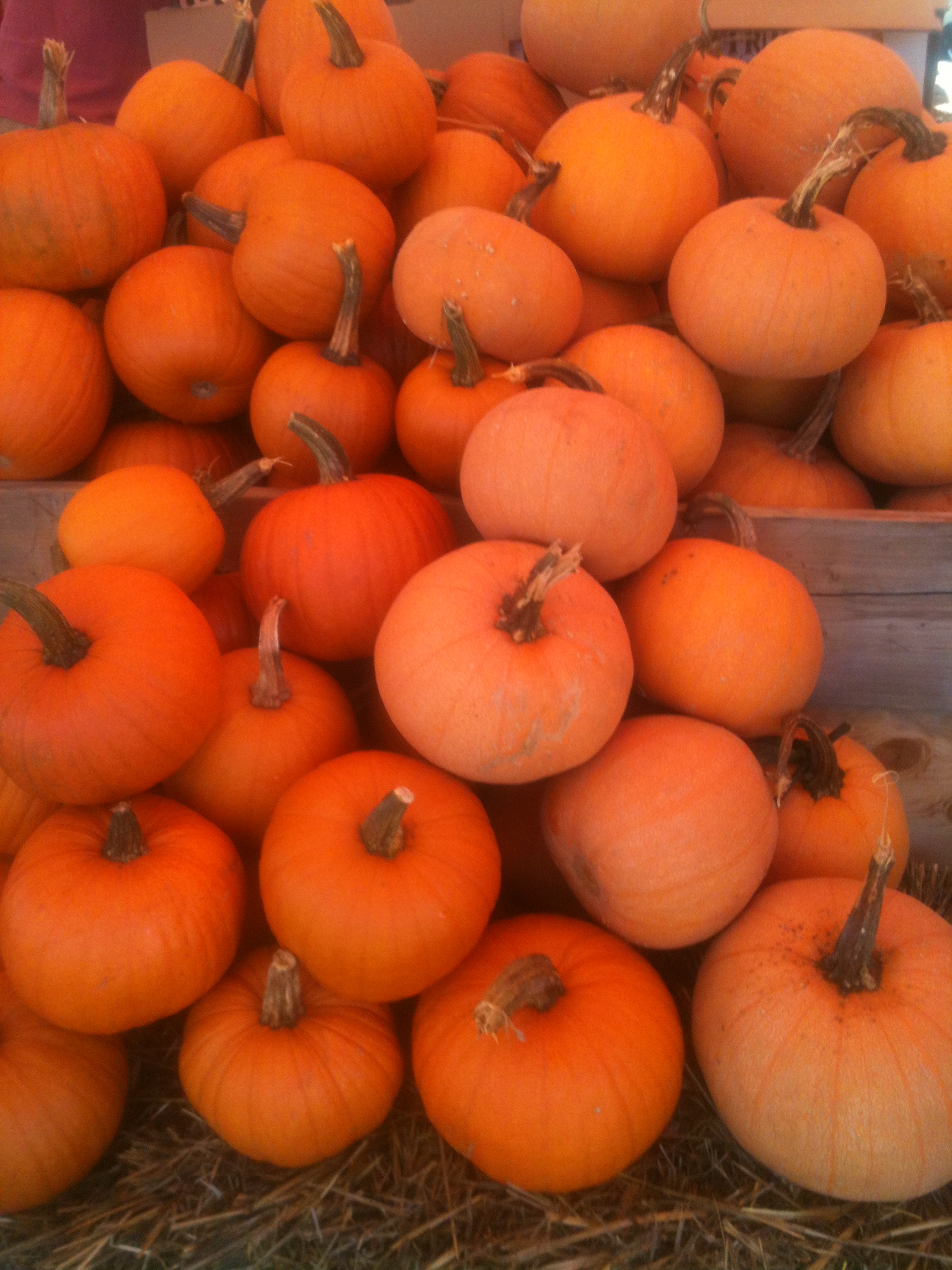 Winter CSA Week 2 | Red Wagon Farm