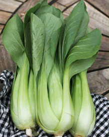 Bok Choy | Red Wagon Farm
