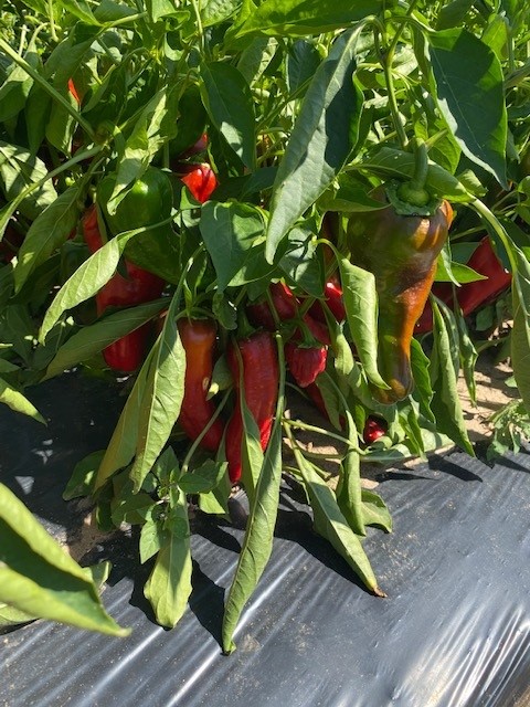 U-Pick at Thomas Open Space Farm | Red Wagon Farm