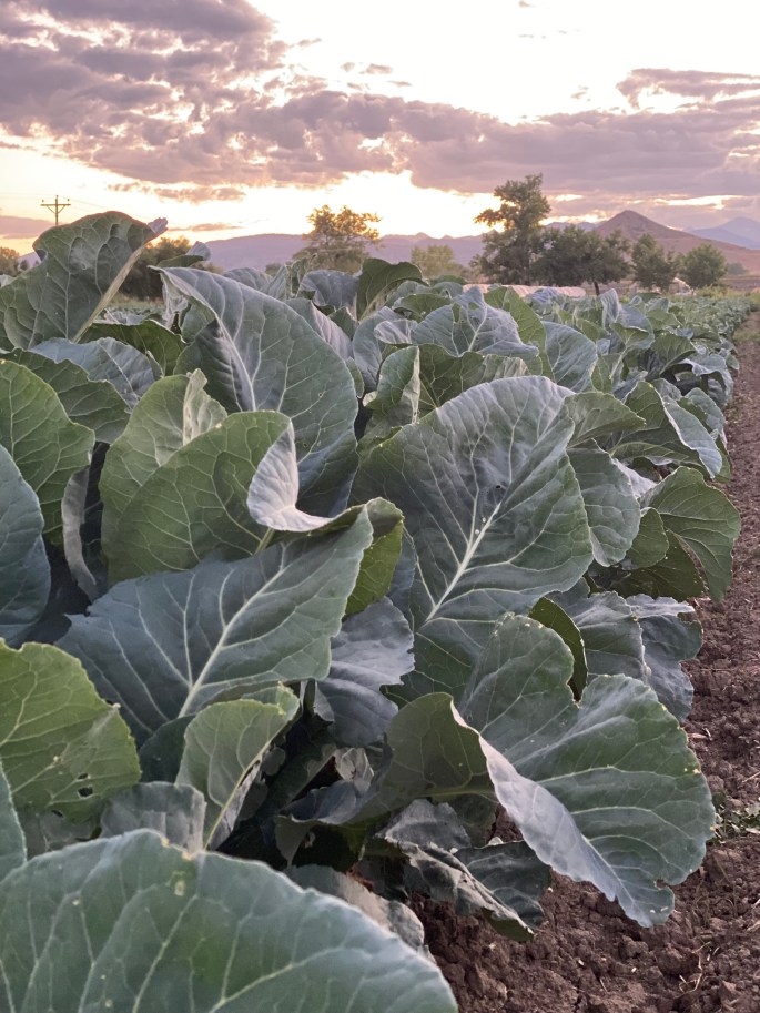 2022 Winter CSA | Red Wagon Farm