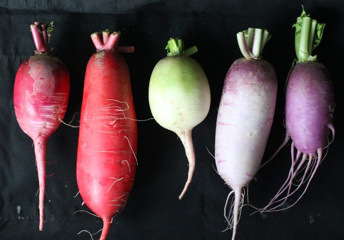 Winter Radishes | Red Wagon Farm