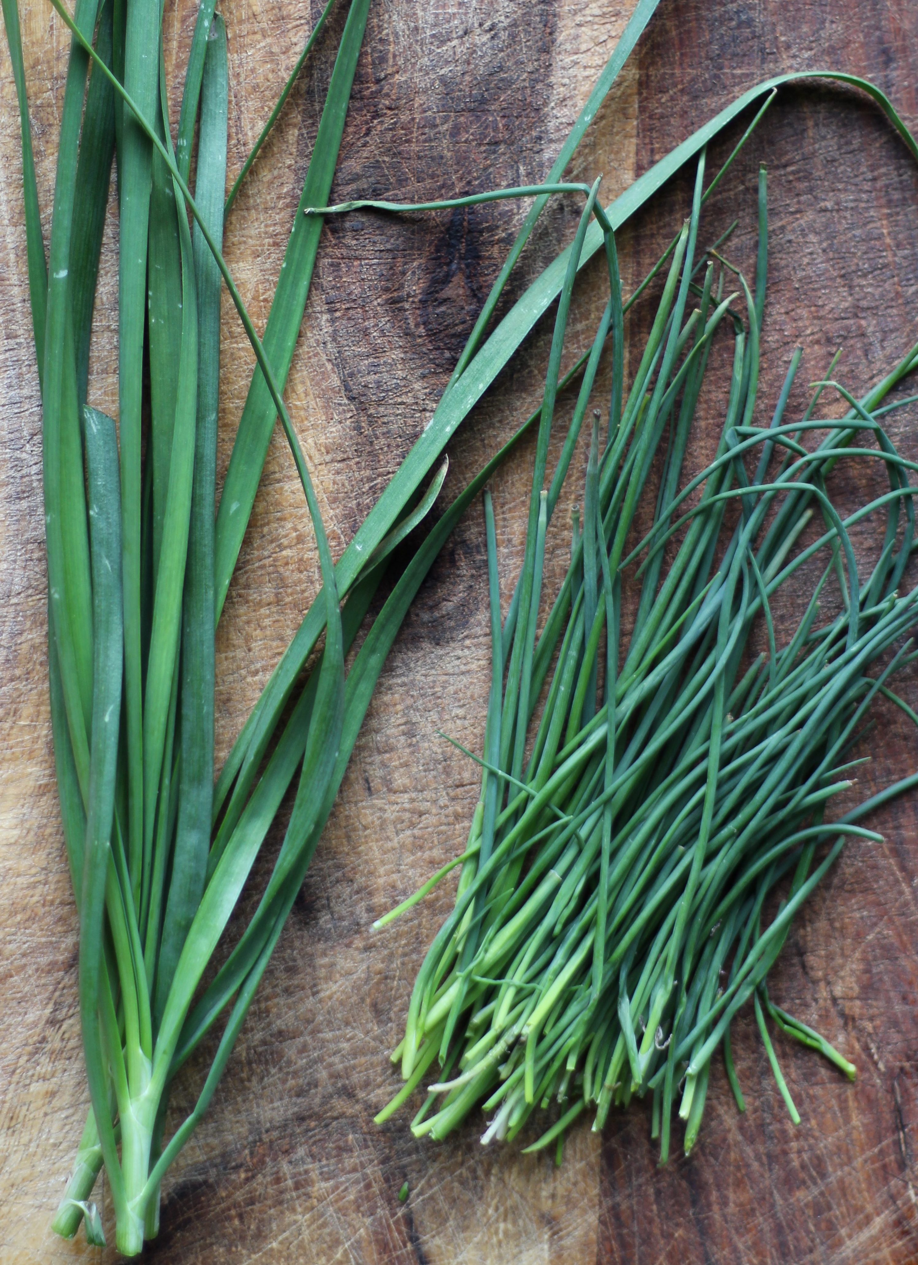 Garlic Chives vs Onion Chives | Red Wagon Farm