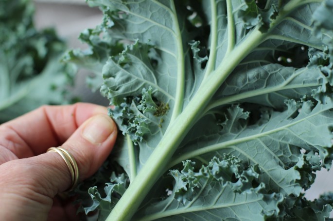 Aphids in Organic Produce | Red Wagon Farm
